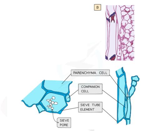 The Phloem Flashcards Quizlet
