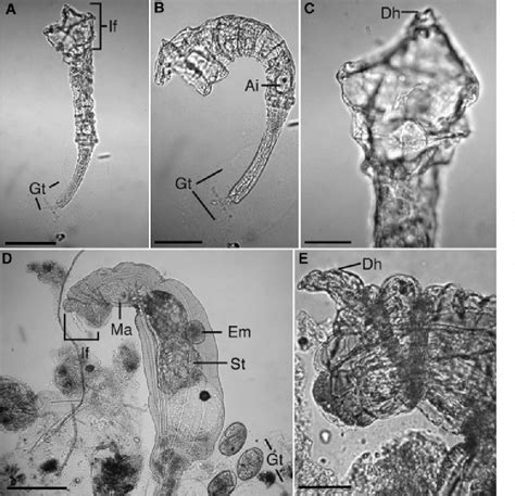 Acyclus Semantic Scholar
