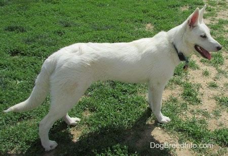 White German Shepherd Chow Mix
