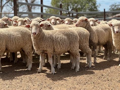 Lot 528 155 Mixed Sex Lambs AuctionsPlus