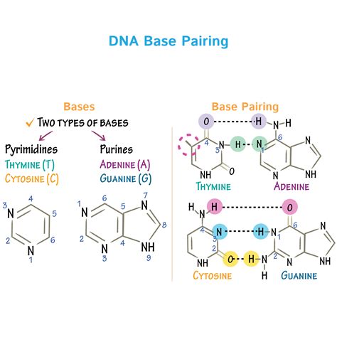 Cell Biology Glossary DNA Base Pairing Ditki Medical Biological Sciences