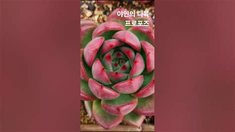 프로포즈 고급진 물듬 즐 ~ 오후 되세요 파종이 실생 다육 다유기 다육이 다육식물 반려식물 다육판매 다육이판매 다육이키우기 다육인스타그램 매혹이 청주