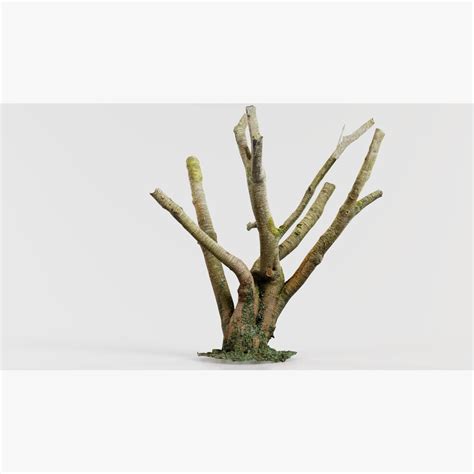 Moss Covered Tree Trunk 3d Model Download Landscapes On