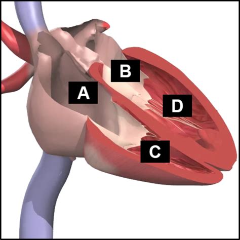 aandp 2 lab 1 flashcards quizlet