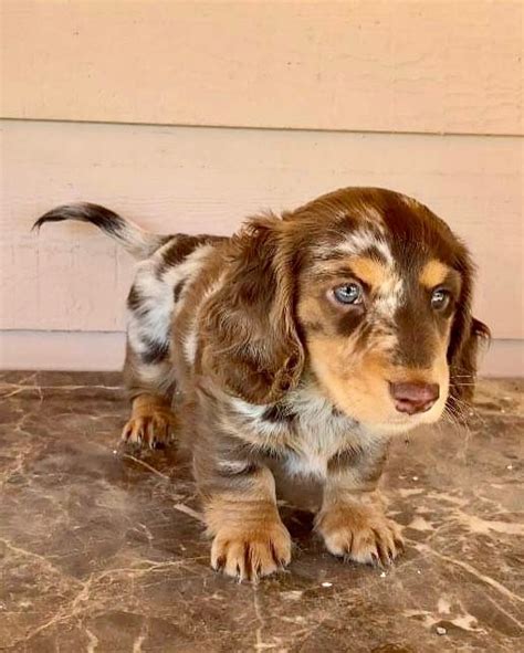 The Pooch Farm Mini Doxies Thepoochfarm • Instagram Photos And Videos