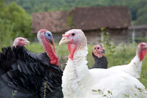 100 Cute Turkey Pictures