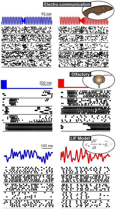 characterizing neural coding performance for populations of sensory