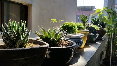 꽃샘추위와 맞짱뜨고 있는 베란다 식물들 Youtube