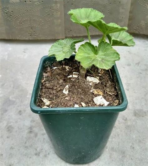 這花難度夏，先來扦插備份，這樣就不怕熱死了！ 壹讀