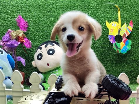 帶我回家 盎生犬舍