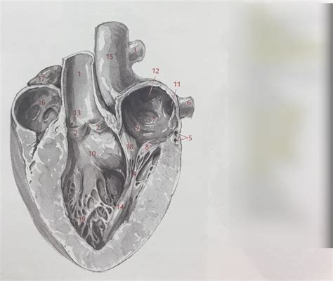 Left Atrium And Ventricle Diagram Quizlet