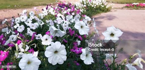 인사말 카드를위한 아름다운 자연 컨셉 디자인으로 꽃으로 만든 창조적 인 레이아웃 화려한 봄 꽃 배경 텍스트를위한 공간 2월에 대한 스톡 사진 및 기타 이미지 Istock