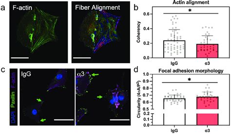 Inhibition Of Integrin α3 Alters Actin Alignment And Focal Adhesion Download Scientific Diagram