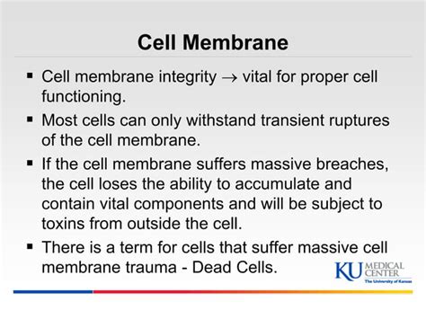 Kumc Measuring Apoptosis Using Flow Cytometry Ppt