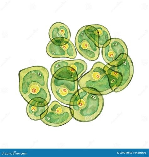 Green Algae Watercolor Featuring An Abundant Group Of Chlorella Cells Overlapping Each Other
