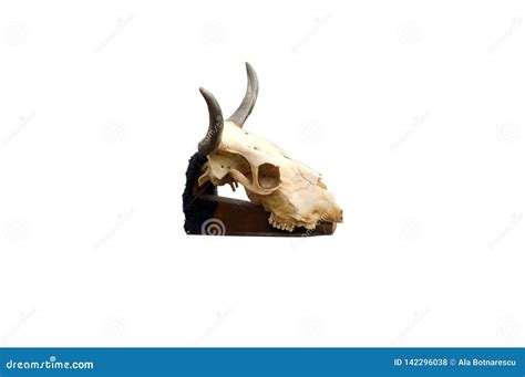 Cow Skull Side View