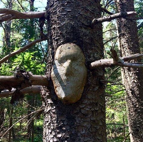 Face In A Tree R Pareidolia