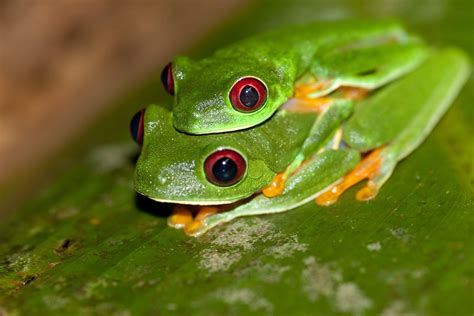 X Resolution Two Green Tree Frogs Mating On Green Leaf Close Up Photo Red Eyed Tree