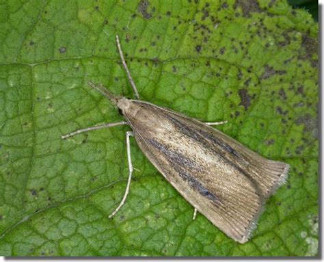 Chilo Phragmitella Alchetron The Free Social Encyclopedia