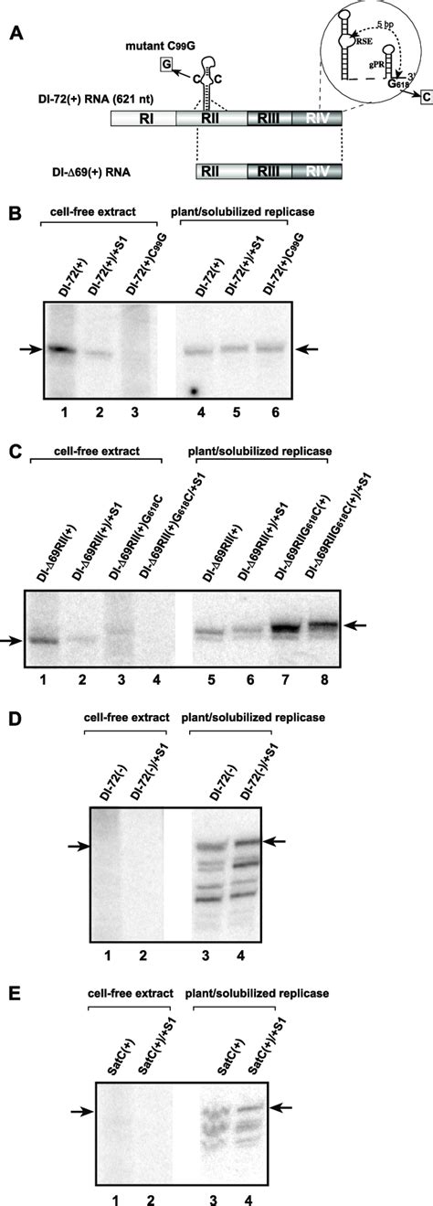 The Cell Free Yeast Extract Shows High Template Specificity Compared