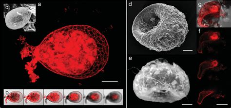 Shell ~ Test Shapes And Surface Structures Visualized By Clsm Sem
