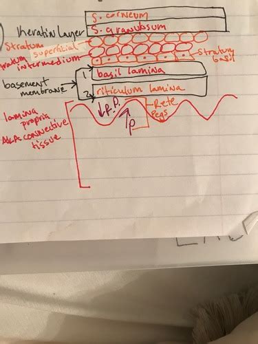 Test 1 Flashcards Quizlet