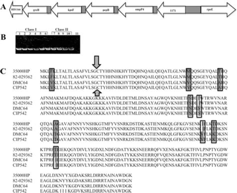 Identification Of The Ompp4 Gene Within H Ducreyi 35000hp A Map Of