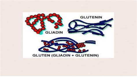جلوتين Ppt