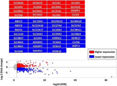 Cryptosporidium Parvum Infection Alters The Intestinal Mucosa Transcriptome In Neonatal Calves