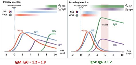 My Scientific Blog Research And Articles Primary Vs Secondary Dengue Infection