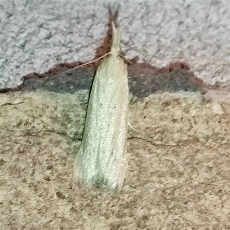 Photo Chilo Phragmitella