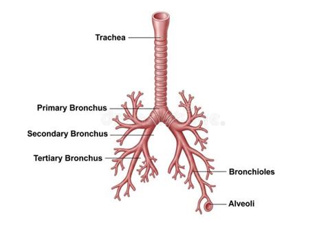 Diagram Illustrating The Human Respiratory System S Bronchial Tree