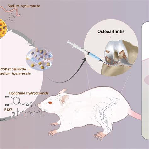 Characterization Of Mesoporous Polydopamine Mpda Nanoparticles A Download Scientific