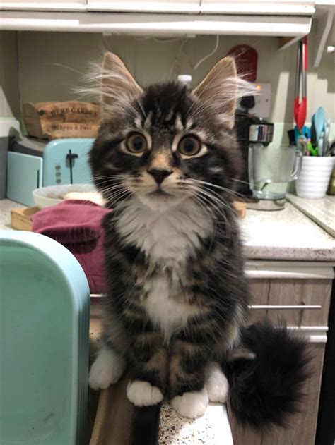 Tabby Tuxedo Mix Kitten
