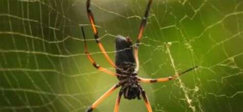 Difference Between Cobwebs And Spiderwebs Samsung Galaxy Blog