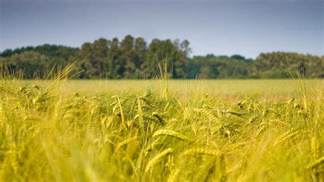 Getreide Acker Feld Kostenloses Foto Auf Pixabay Pixabay