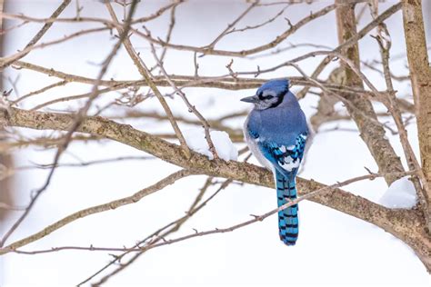 How To Help Blue Jays Build Their Nest