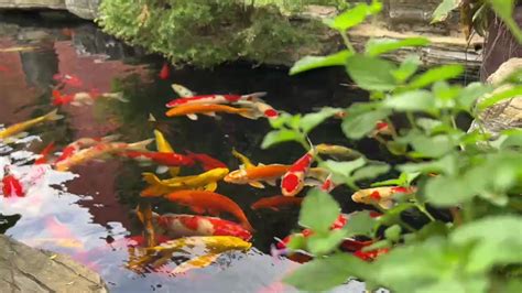 기분 좋은 하루의 시작 자연의 소리와 함께 듣는 피아노 물소리 ️ 밝은 느낌의 피아노 연주 10시간 모음🎹 중간광고없음 공부 집중 일 힐링 매장 카페음악