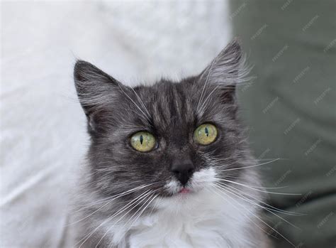 Premium Photo A Gray And White Cat With Green Eyes Is Looking At The