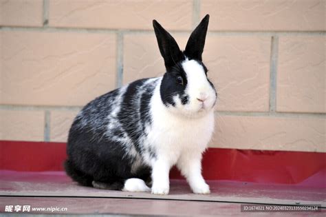 黑白兔摄影图家禽家畜生物世界摄影图库昵图网