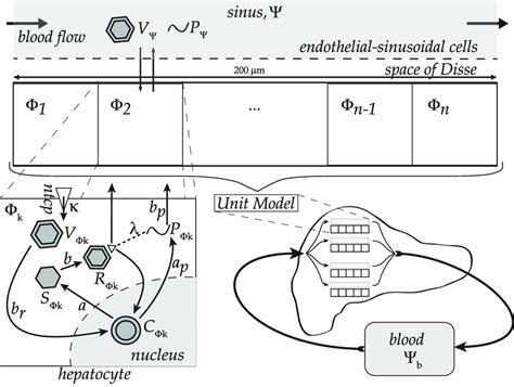 Diagram Of The Multiscale Modeling Framework Assembly Of The Download Scientific Diagram