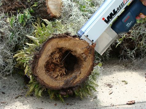 Tree Risk Assessment Tree Maintenance Analysis And Preservation Specialists