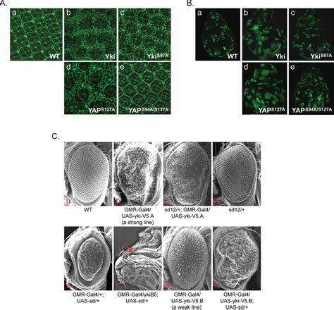 Tead Mediates Yap Dependent Gene Induction And Growth Control