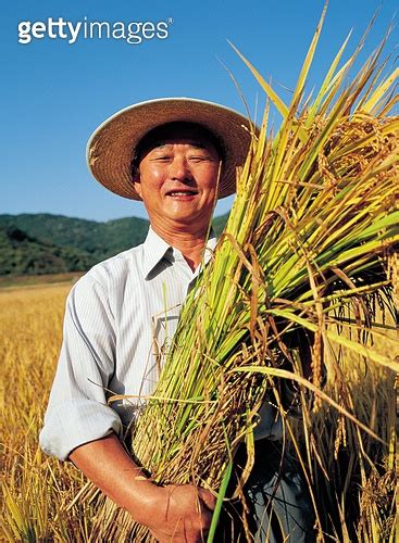 벼수확농부진주시경남 이미지 A12553296 게티이미지뱅크