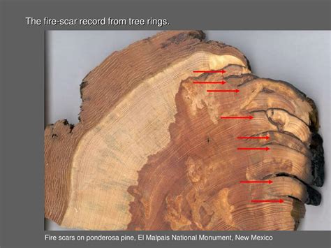 PPT Fire History From Tree Rings PowerPoint Presentation Free Download ID 491470