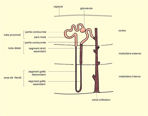 Organisation Dun Néphron Média Encyclopædia Universalis
