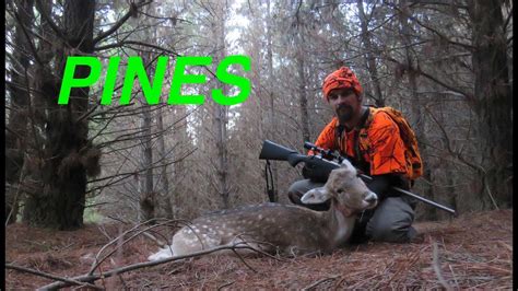How To Hunt Pine Forests Youtube
