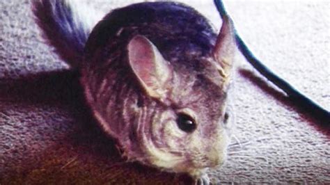 How A Sex Starved Chinchilla Finds Love In 80s Rheindahlen