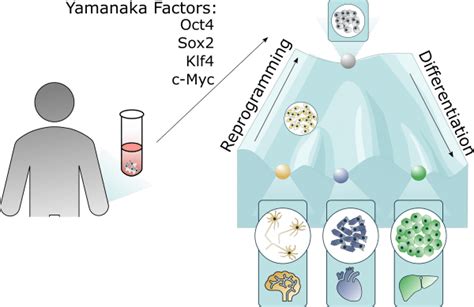 Genetically Engineered Ipscs Amsbio