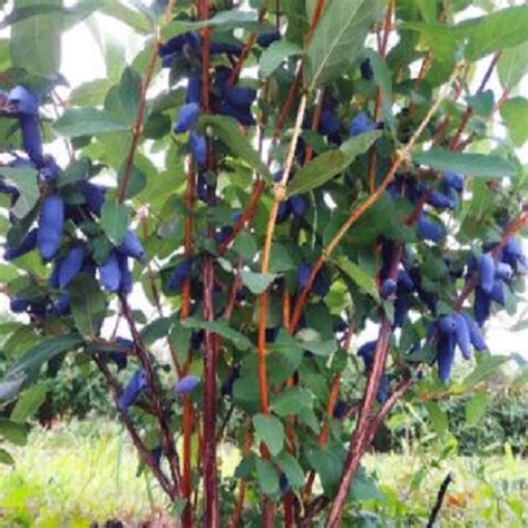 Жимолость описание размножение посадка уход с фото и видео выращивание в открытом грунте